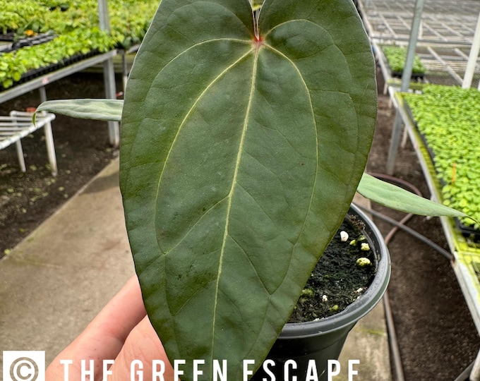 Anthurium Ace of Spades (indonesian Origin) Starter Plant (ALL STARTER ...