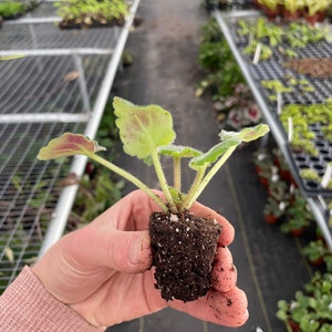 Kei Yoki African Violet Starter Plant (ALL PLANTS Require You to ...