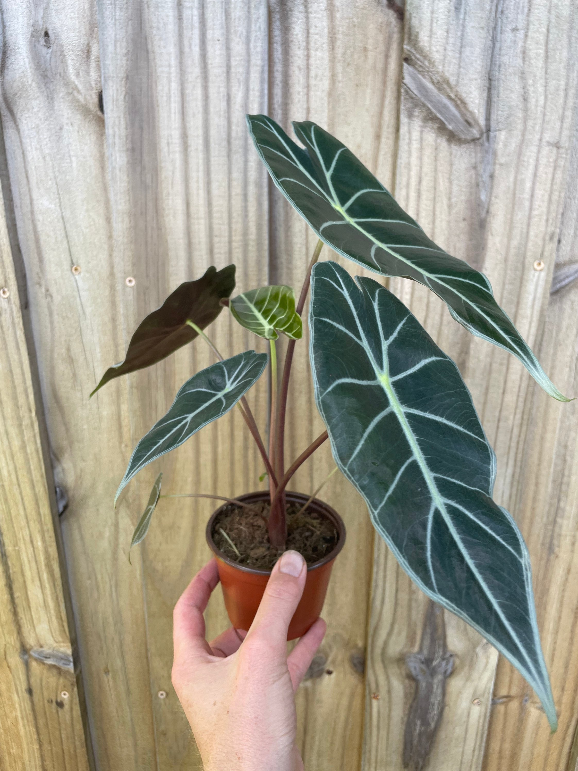 Alocasia Dragons Tooth 4 Pot ALL PLANTS Require You to - Etsy