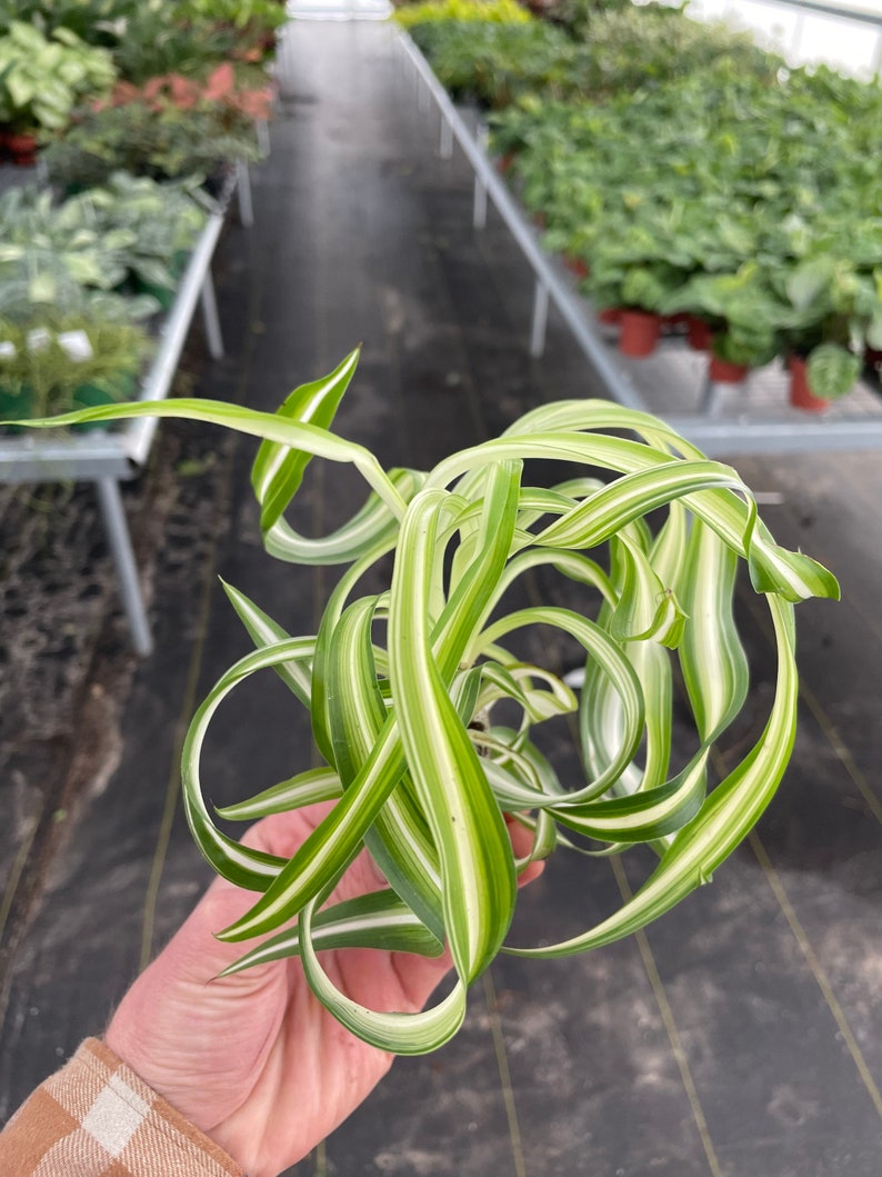 Curly Spider Plant bonnie Starter Plant ALL STARTER PLANTS - Etsy