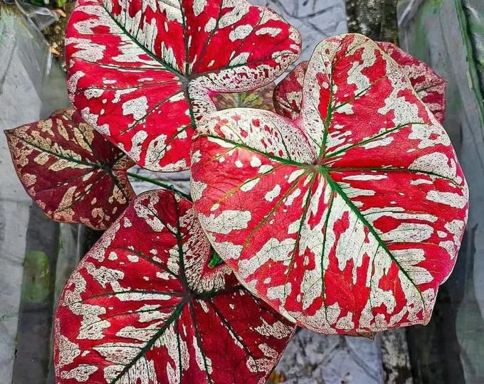 Caladium Scarlet Mary Starter Plant (ALL STARTER PLANTS Require You to ...