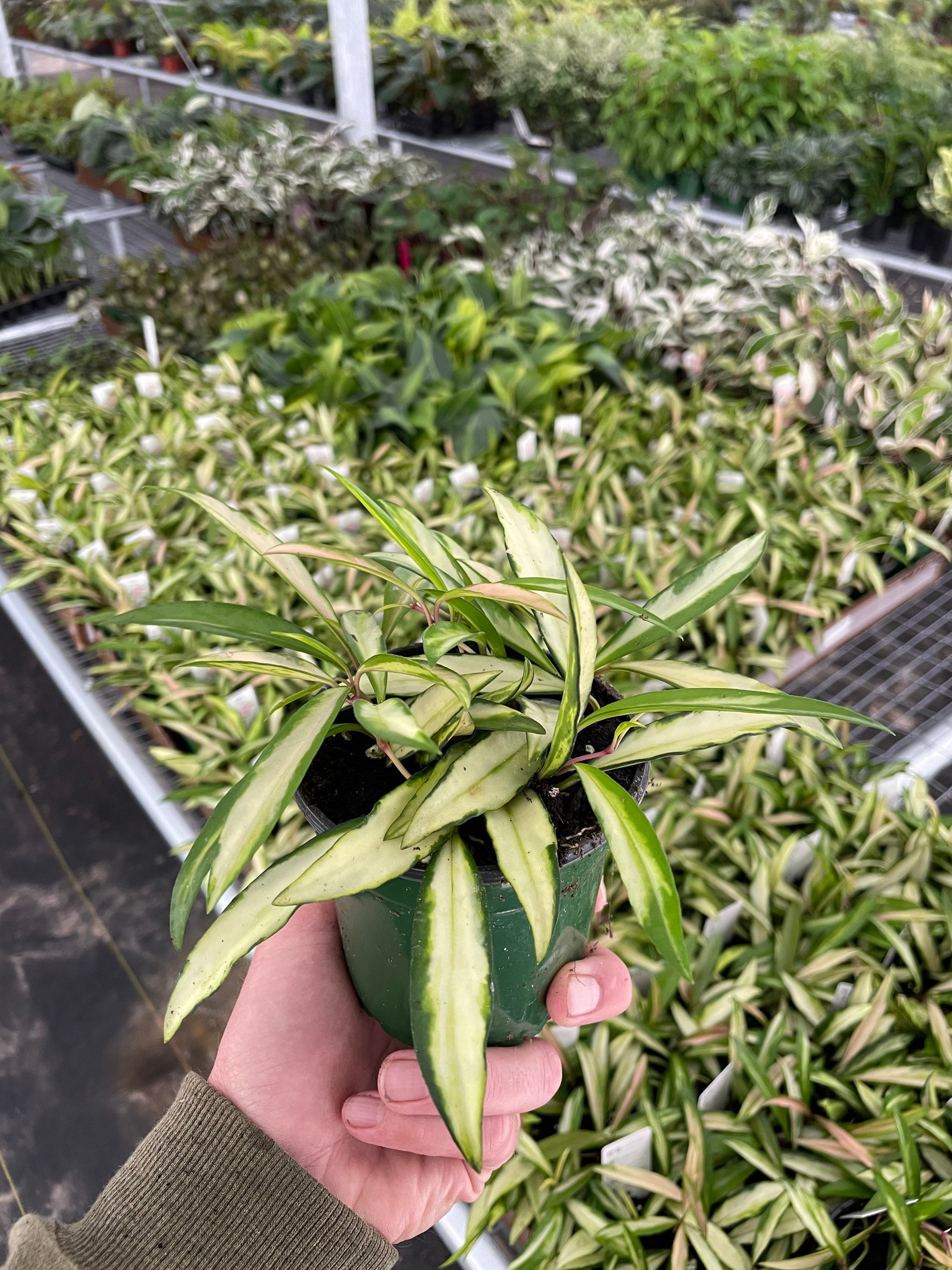 Hoya Wayetti Tricolor 4 Pot ALL PLANTS Require You to - Etsy