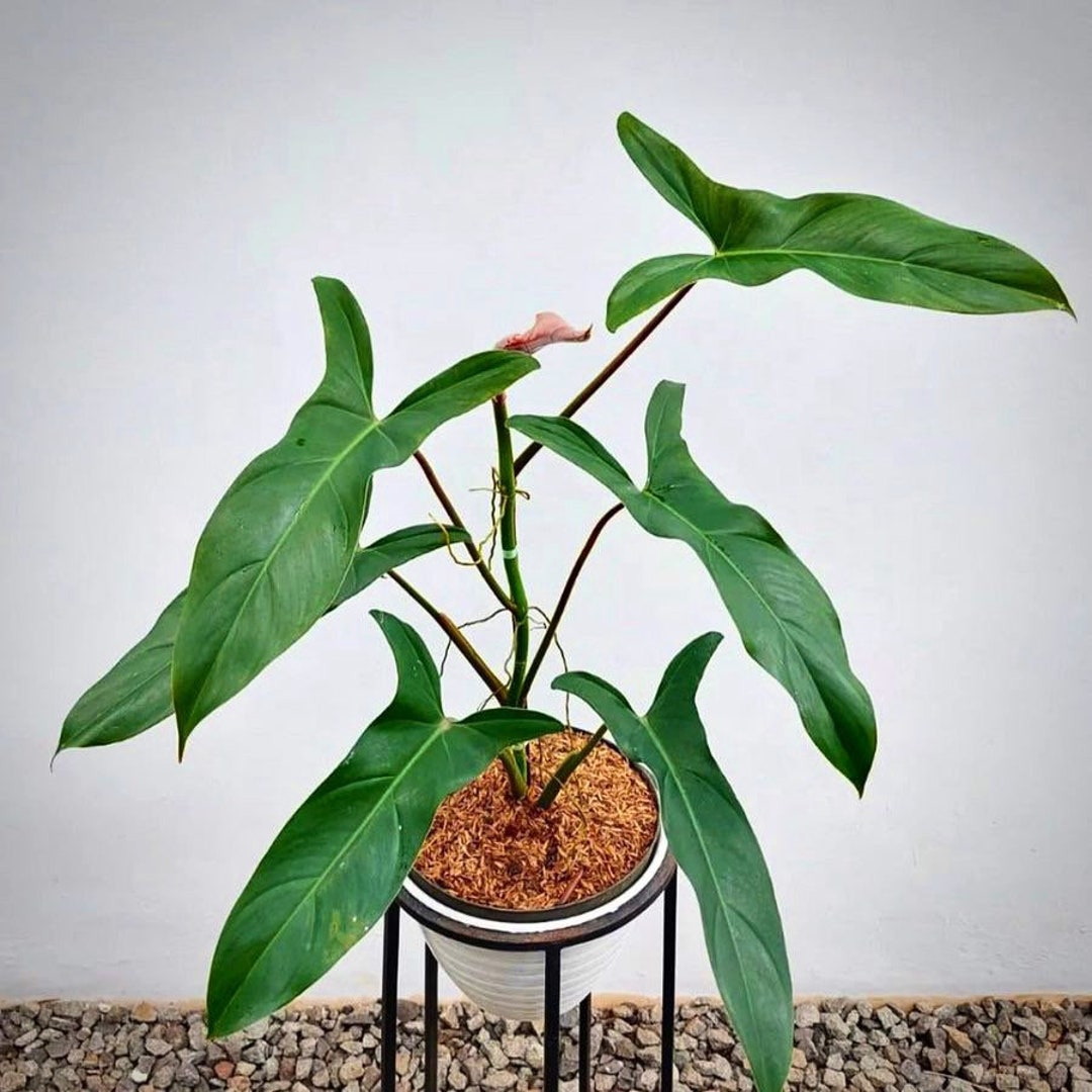 Philodendron Mexicanum “red Back Form” Starter Plant (ALL STARTER ...