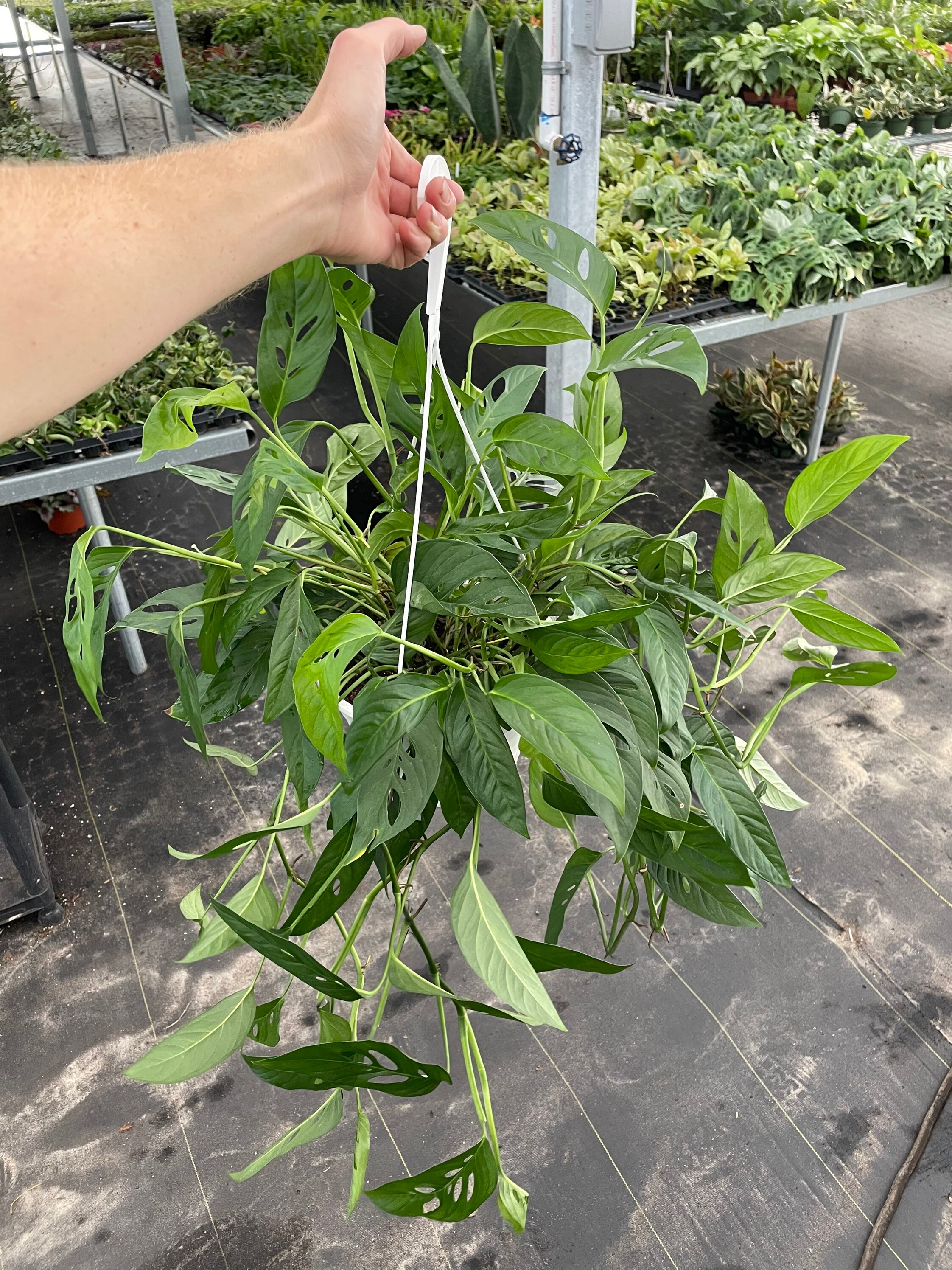 Monstera Adansonii narrow Form 8 Hanging Baskets ALL - Etsy