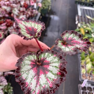 Harmonys Hearts Desire Begonia Starter Plant (ALL STARTER PLANTS ...