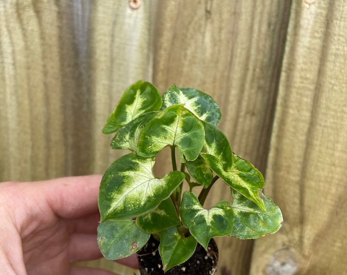 Syngonium “mini Pixie” Starter Plant (ALL STARTER PLANTS Require You to ...