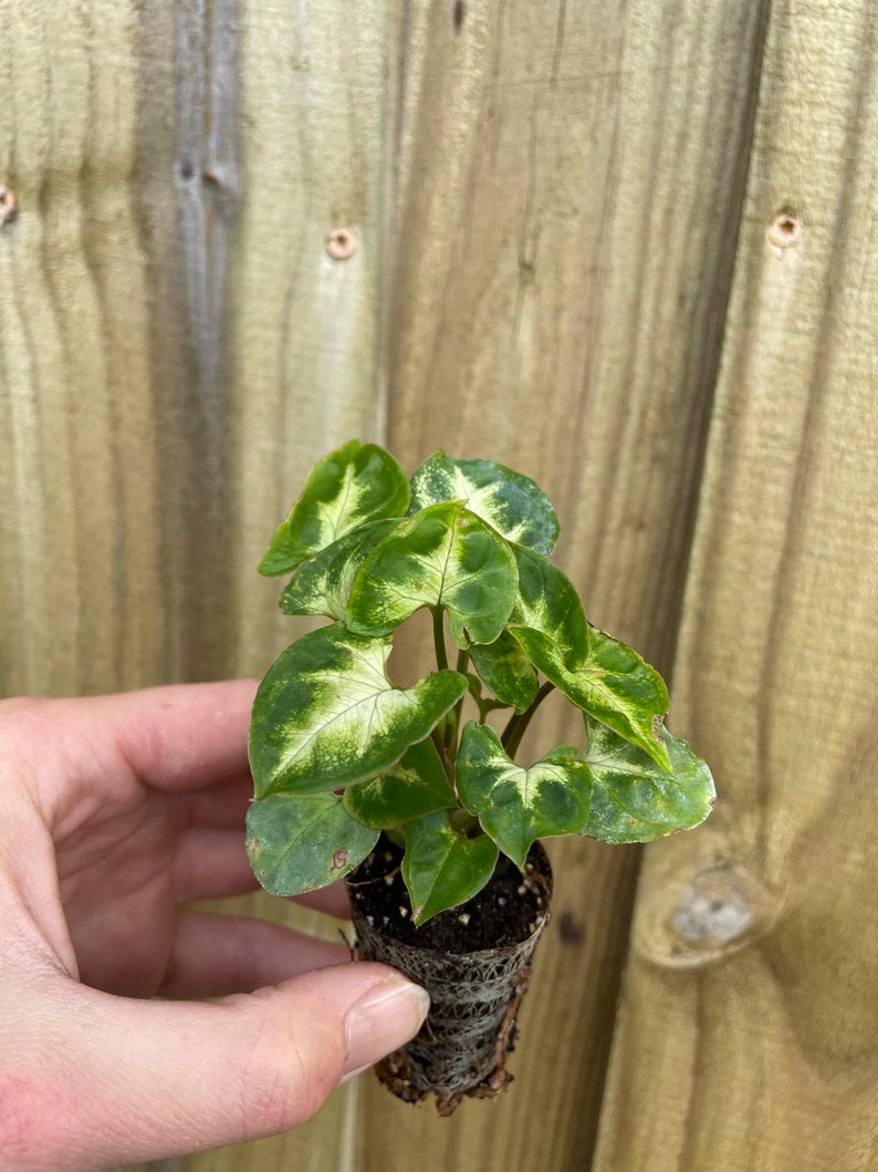 Syngonium mini Pixie Starter Plant ALL STARTER PLANTS - Etsy