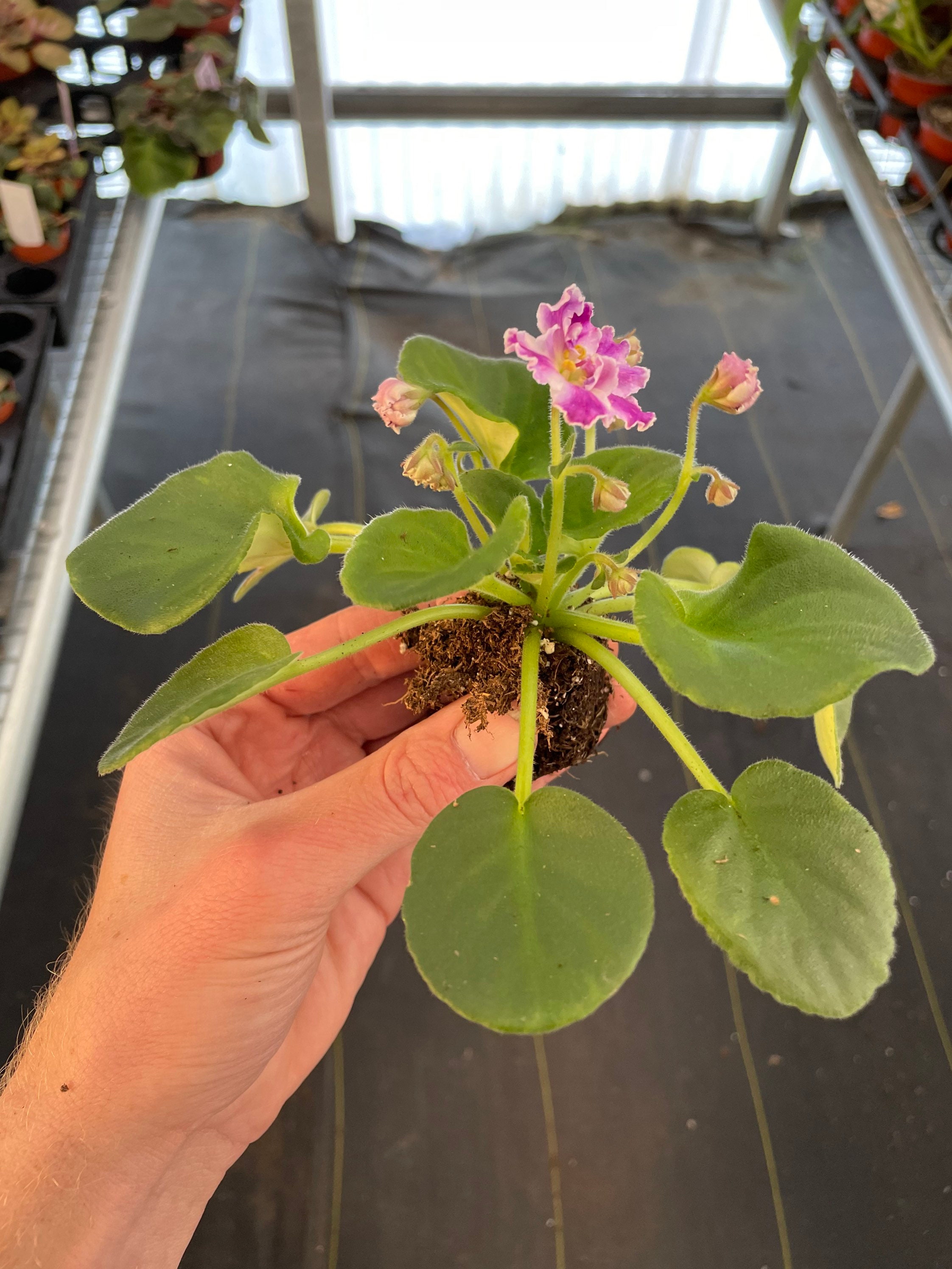 VAT Pulsar African Violet Starter Plant ALL Starter PLANTS - Etsy