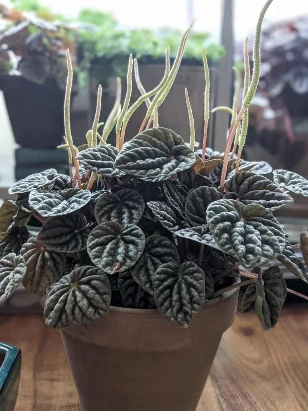 Peperomia Gray Luna Starter Plant (ALL STARTER PLANTS Require You to ...