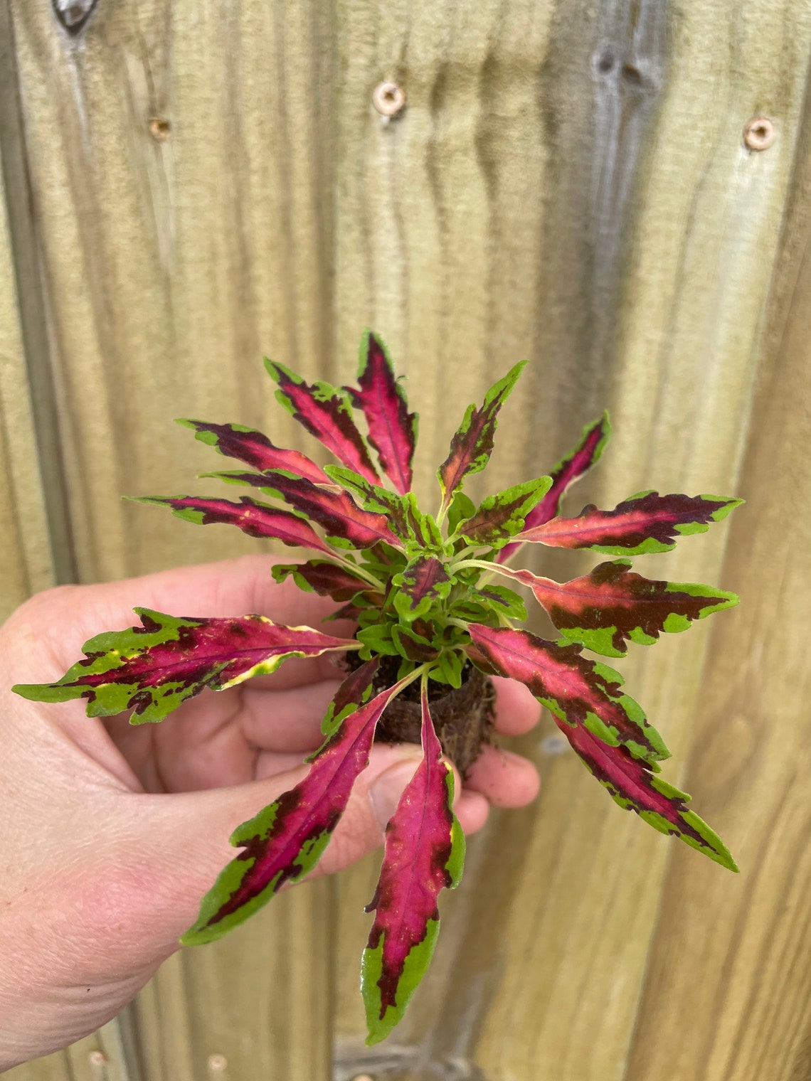 Coleus Spitfire Starter Plant ALL STARTER PLANTS Require You | Etsy