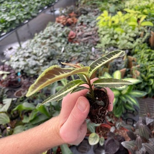 Labisia .sp Riau Fishbone Starter Plant (ALL STARTER PLANTS Require You ...