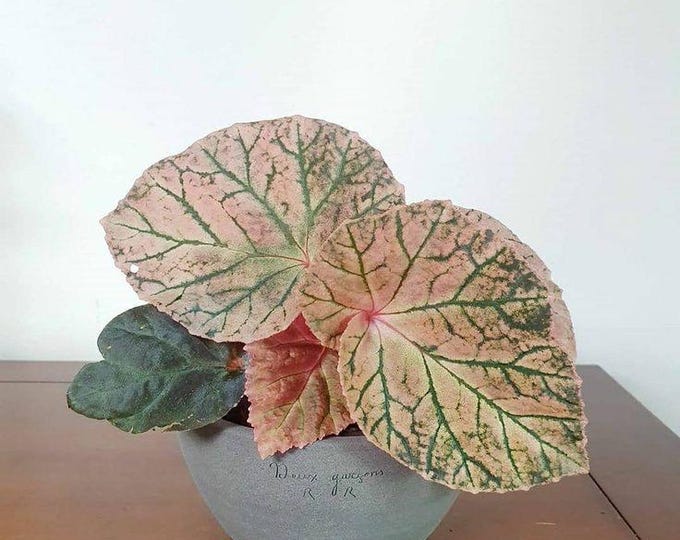 Begonia Midnight Sun Starter Plant (ALL STARTER PLANTS Require You to ...