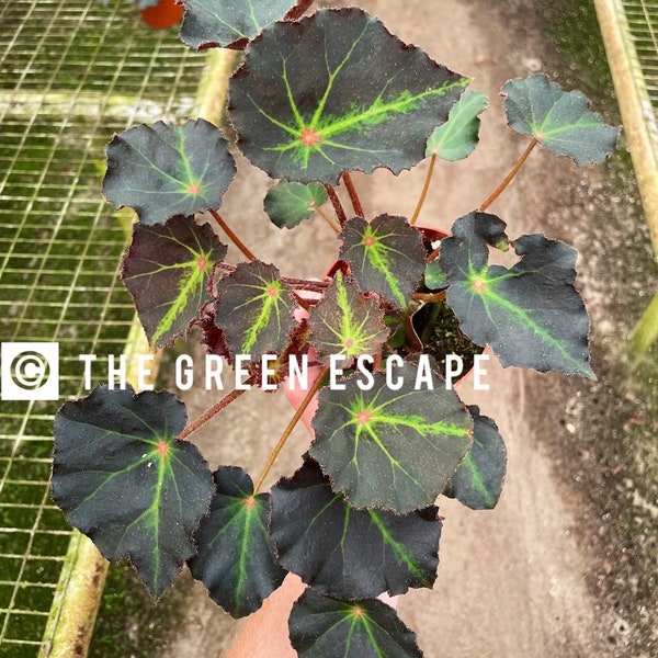 Ruby Begonia - Etsy