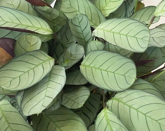 Calathea Burle Marx Amagris 4” Pot (ALL PLANTS Require You to Purchase ...