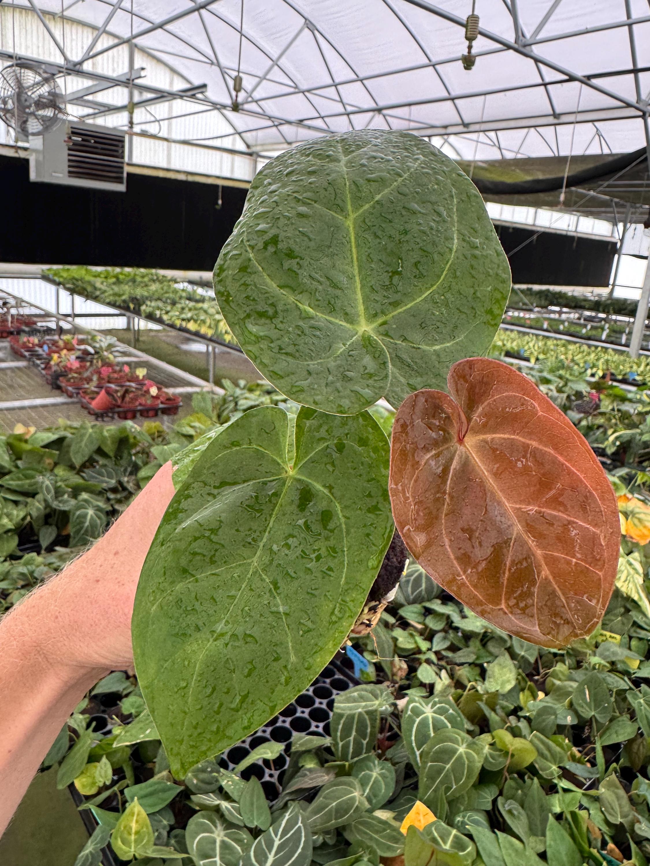 Seed Grown Anthurium Hulk Starter Plant (ALL STARTER PLANTS Require You ...