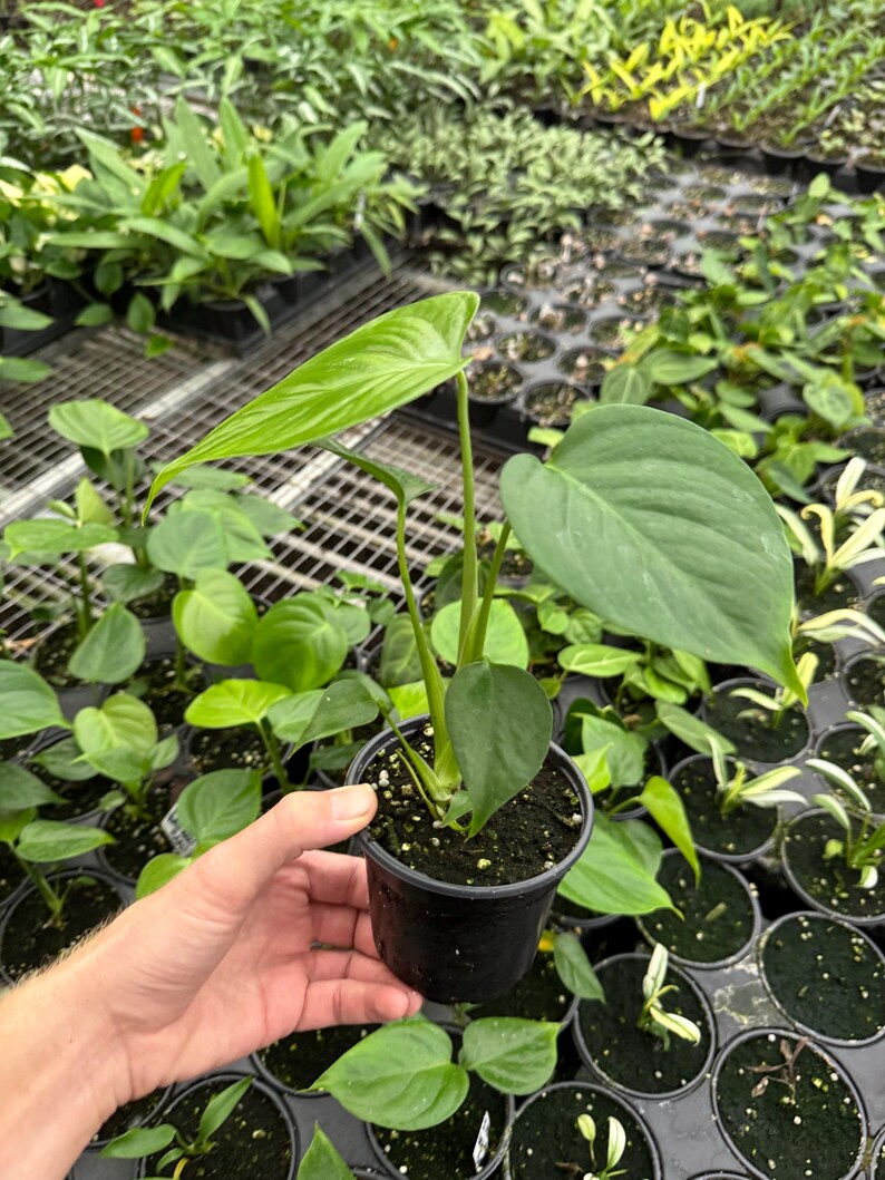 Monstera Sierrana 4” Pot (ALL PLANTS Require You to Purchase 2 Plants ...