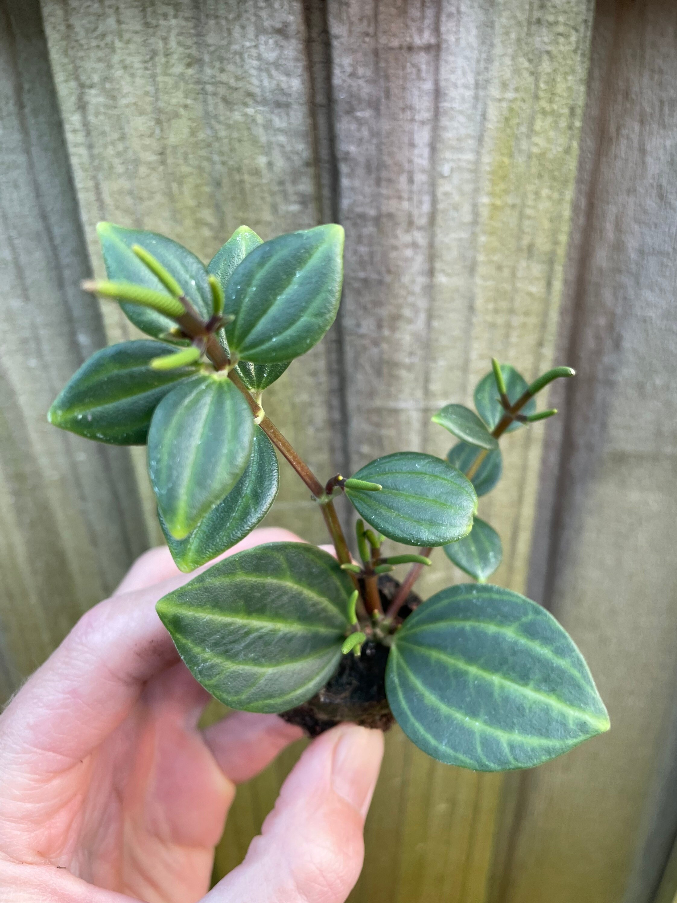 Peperomia Raydiance angulata Starter Plant ALL STARTER - Etsy
