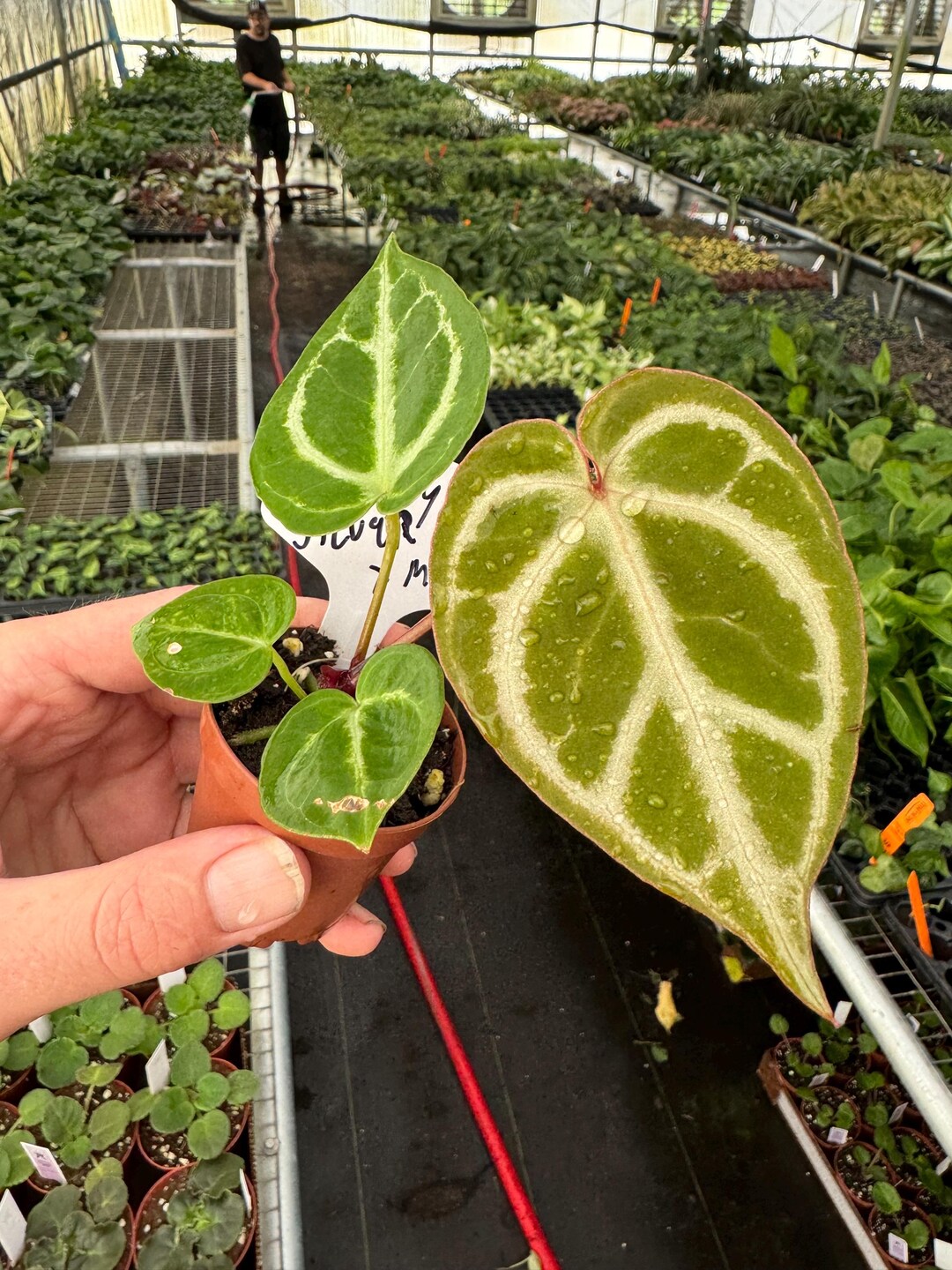 Anthurium Dorayaki Silver X Magnificum 2 Pot ALL PLANTS Require You to ...