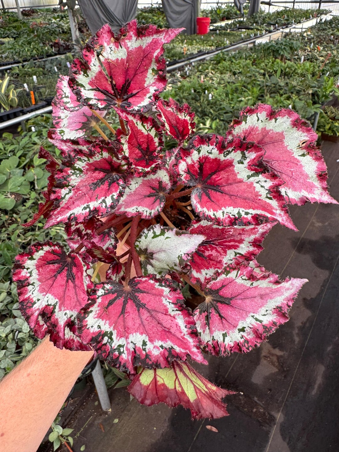 Harmony’s Red Star 4” Pot (ALL PLANTS Require You to Purchase 2 Plants ...