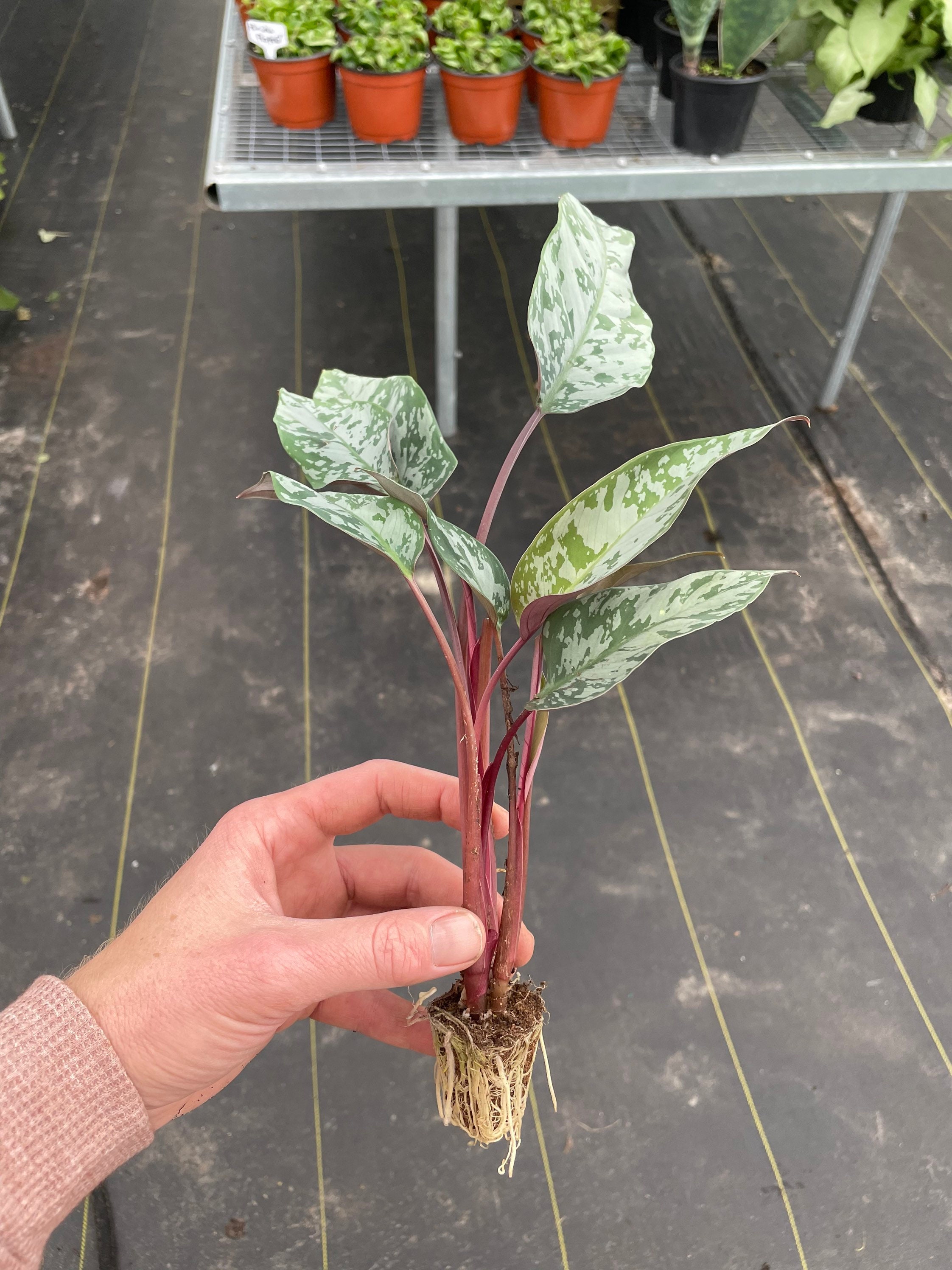 Apoballis Acuminatissimum Aka lavallei or red Sword - Etsy