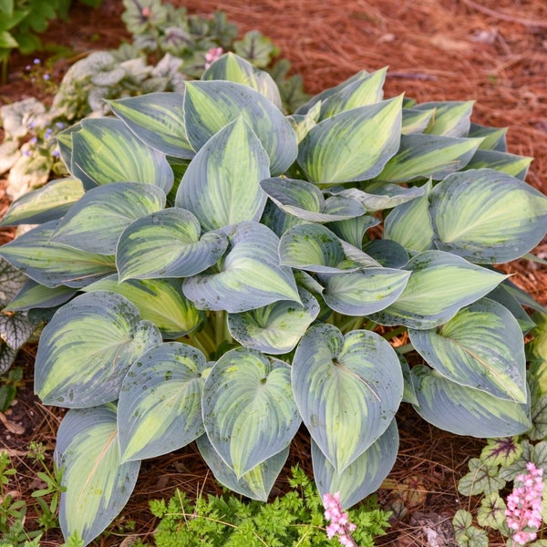 Hosta Plants - Etsy