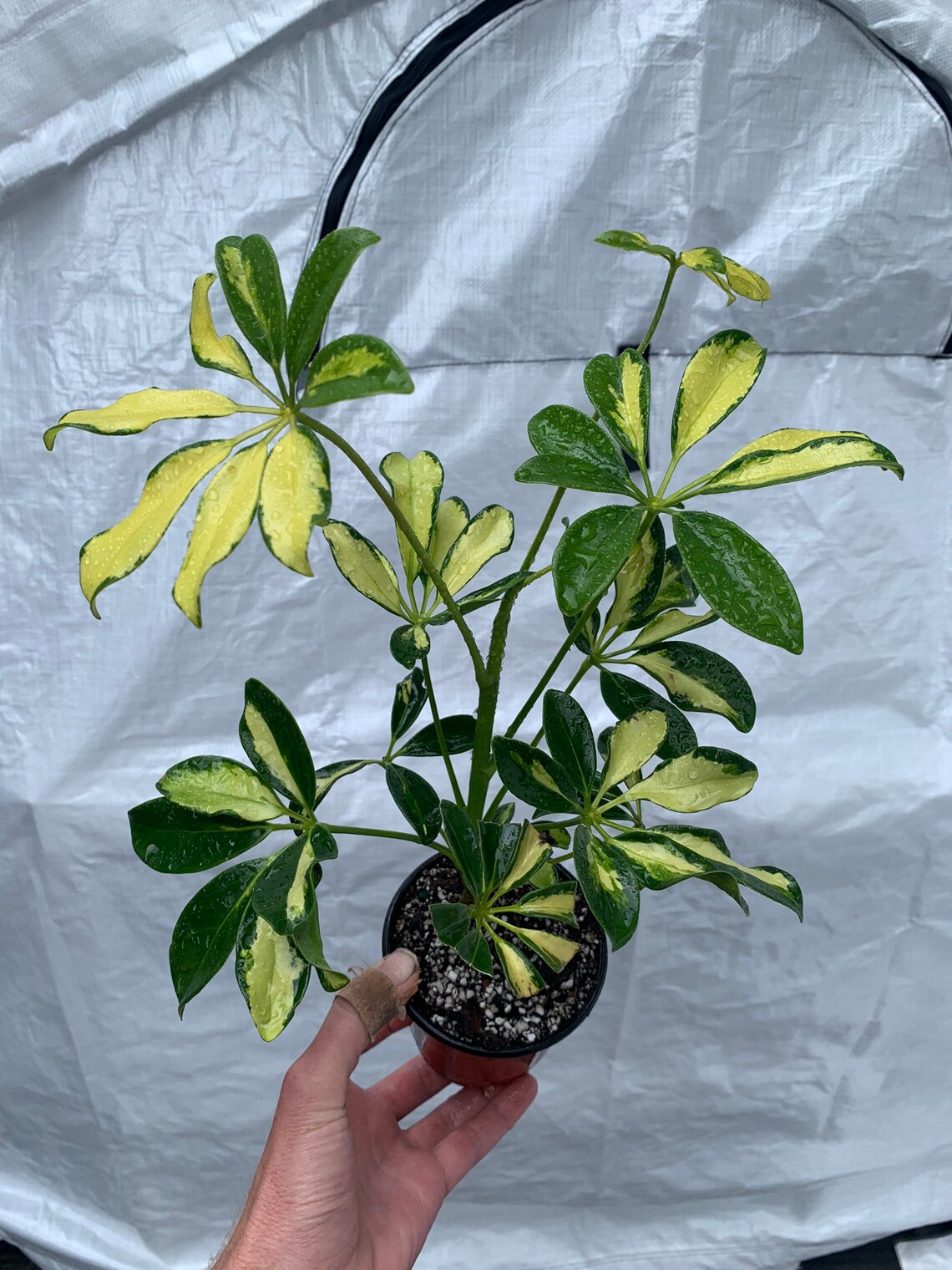 Schefflera Trinette (variegated Arboricola) Starter Plant (ALL STARTER ...