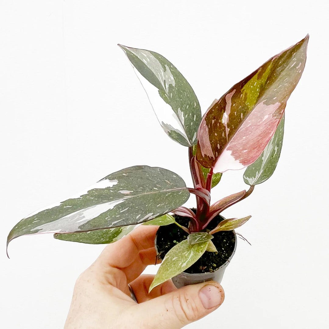 Philodendron Red Anderson (pink Princess X White Knight) Starter Plant ...