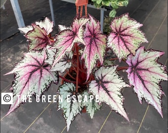 Harmonys Magic Dragon Begonia Starter Plant ALL STARTER PLANTS Require ...