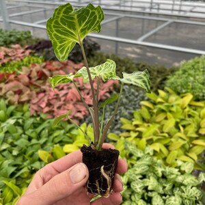 Syngonium Batik Starter Plant (ALL STARTER PLANTS Require You to ...