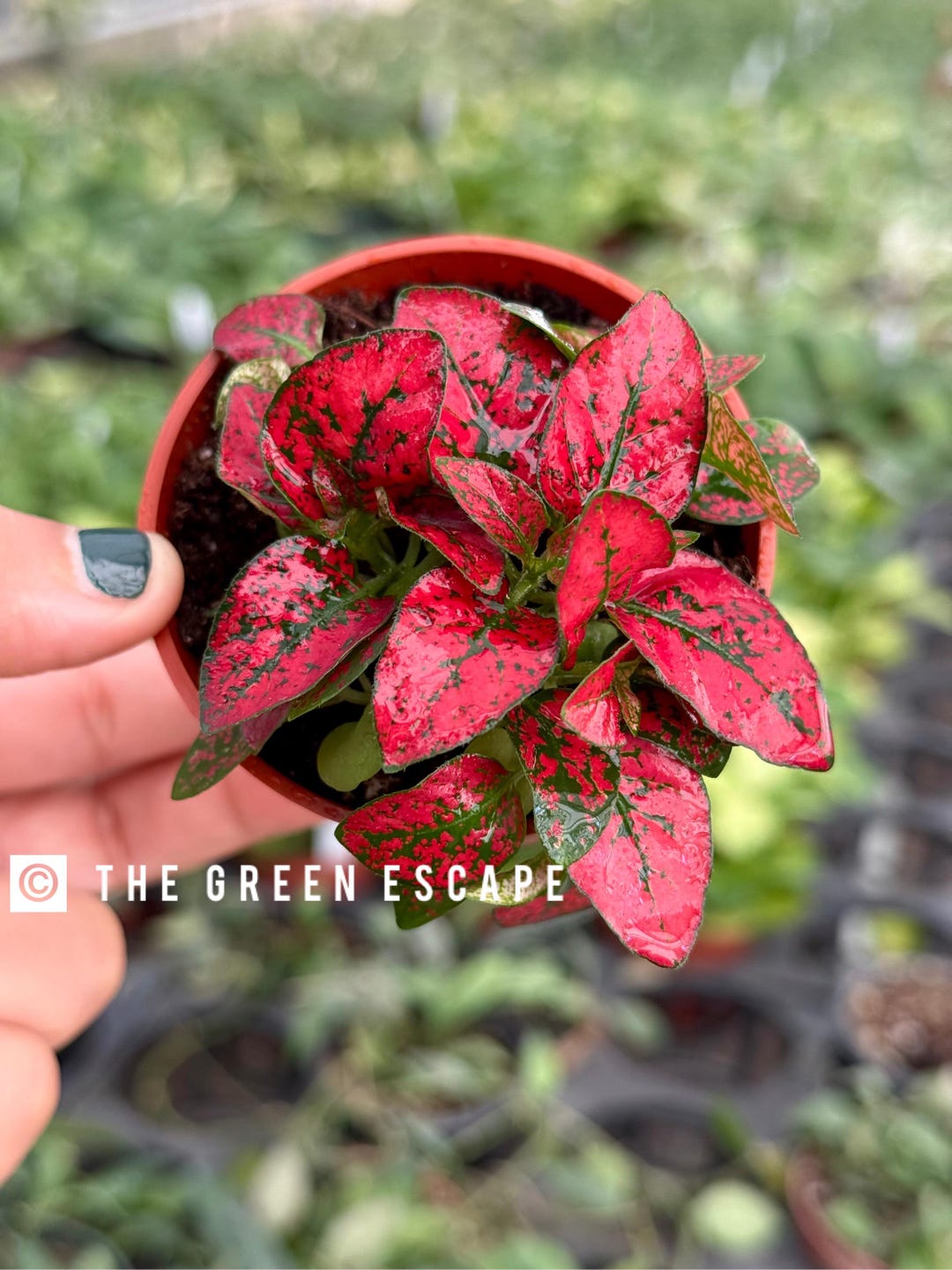 Hypoestes Red 2” Pot (polka Dot Plant) (ALL STARTER PLANTS Require You ...