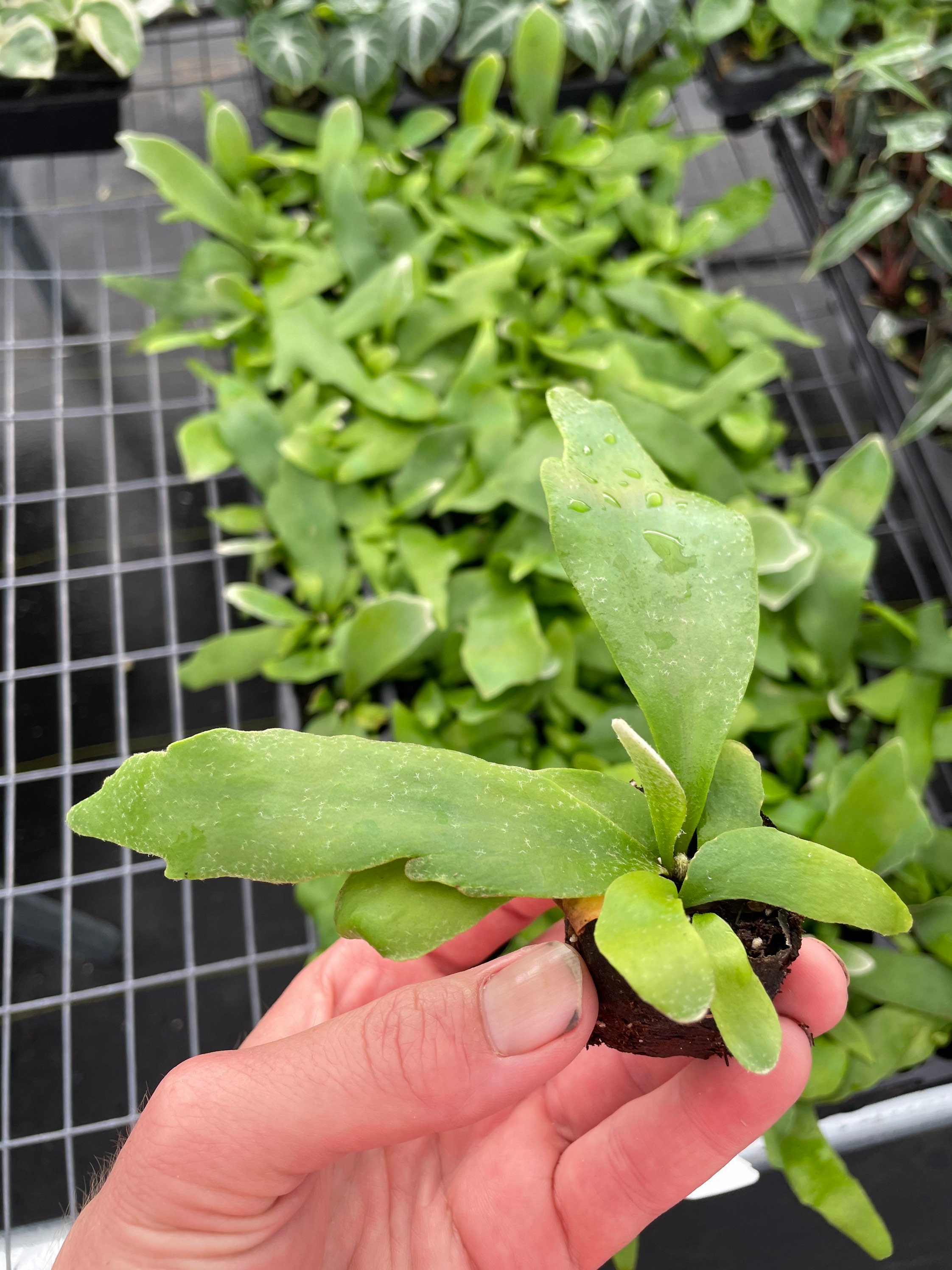 Platycerium Bifurcatum elk Horn Fern Starter Plant ALL - Etsy