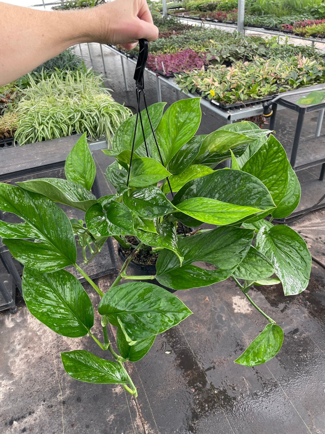 Monstera Pinnatipartita siam 8 Hanging Baskets ALL PLANTS - Etsy