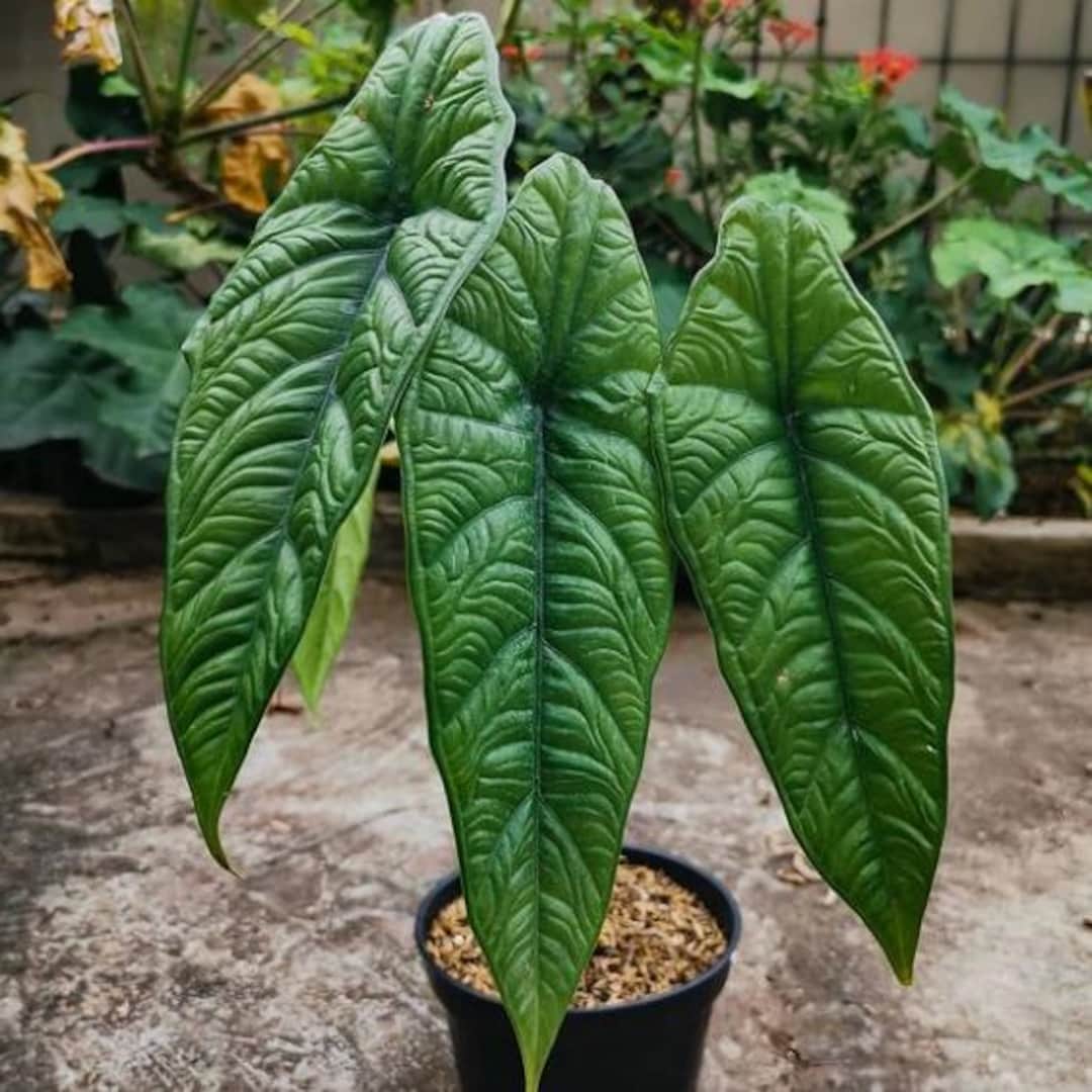 Alocasia Puncak Borneensis Starter Plant (ALL STARTER PLANTS Require ...
