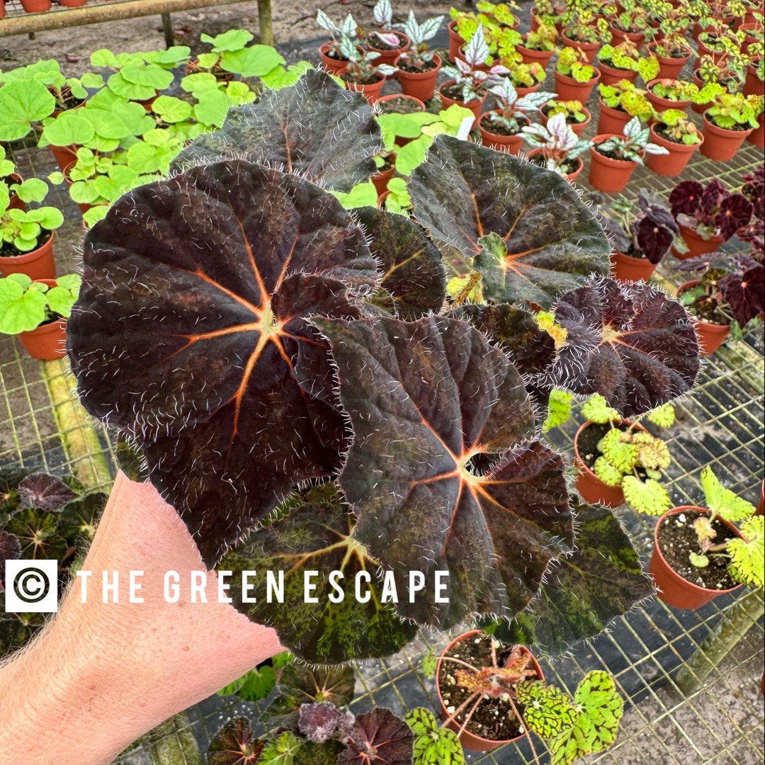 Begonia Night Eyes 4”pot (ALL PLANTS Require You to Purchase 2 Plants ...