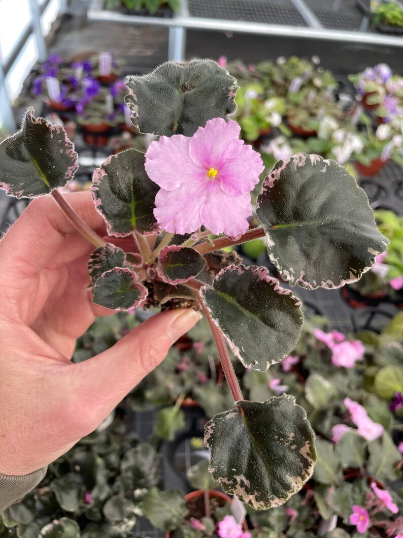 Pink Variegated African Violet wranglers Dixie Celebration - Etsy