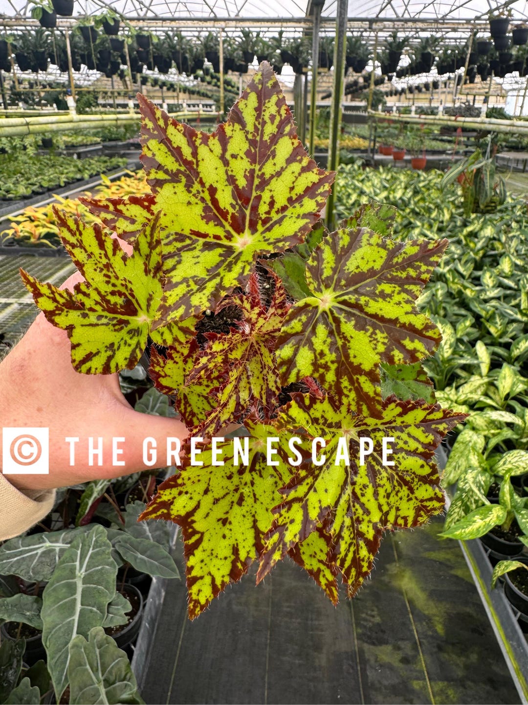 Begonia Geometry 4pot ALL PLANTS Require You to Purchase 2 Plants - Etsy