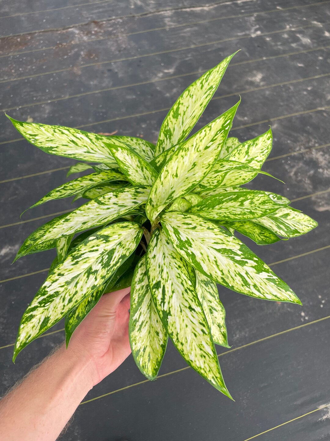 Dieffenbachia Starbright 4 Pot ALL PLANTS Require You to - Etsy