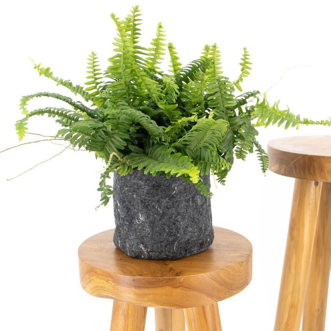 Chester Fern Starter Plant (ALL STARTER PLANTS Require You to Purchase ...