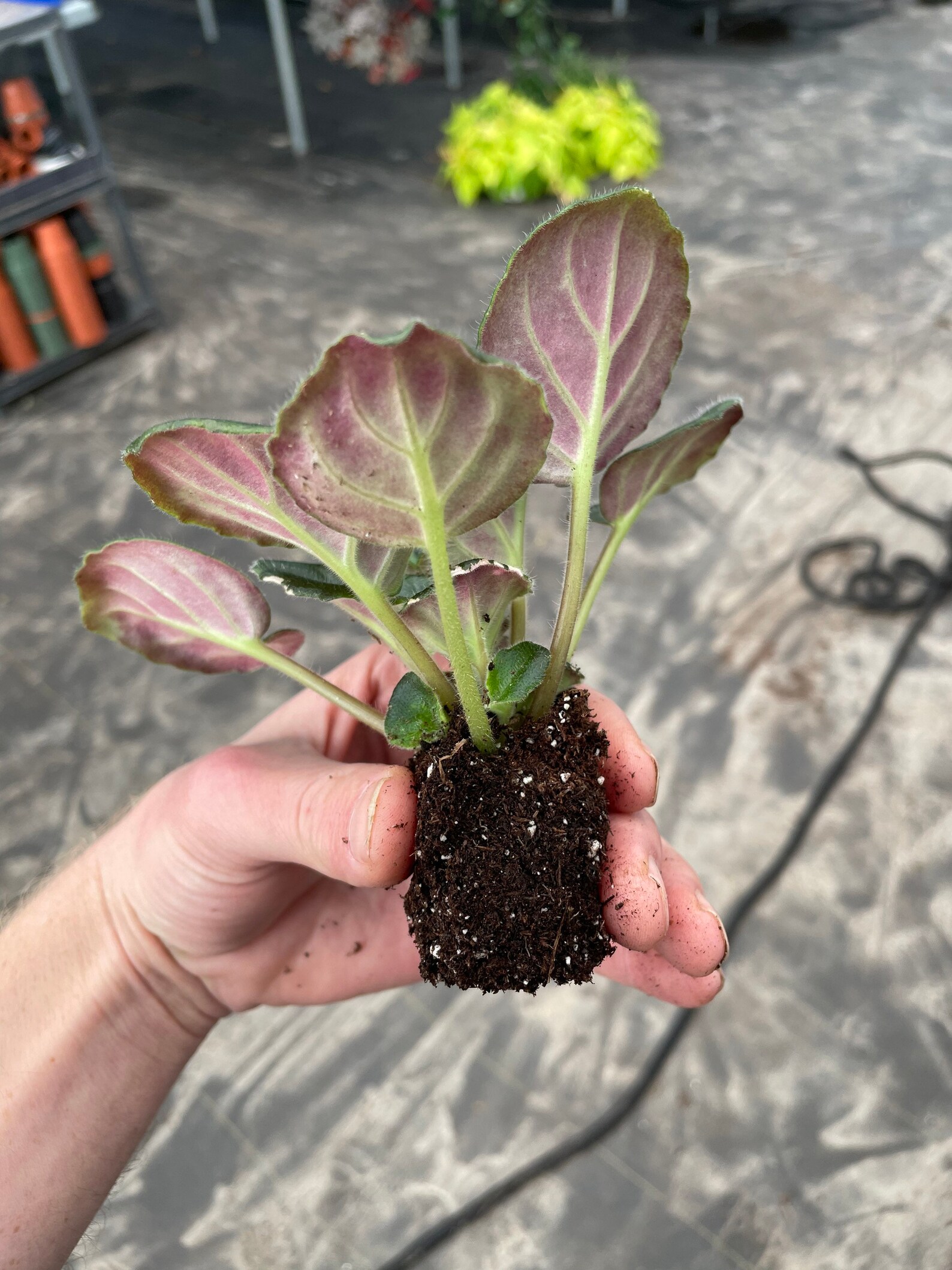 Hunters Elk Ivory African Violet Starter Plant ALL Starter PLANTS ...