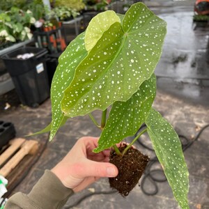 Harmonys Fairy Godmother Begonia Starter Plant (ALL STARTER PLANTS ...