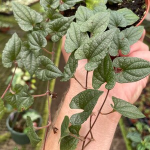 Piper Silver Flecks 4”pot (ALL PLANTS Require You to Purchase 2 Plants ...