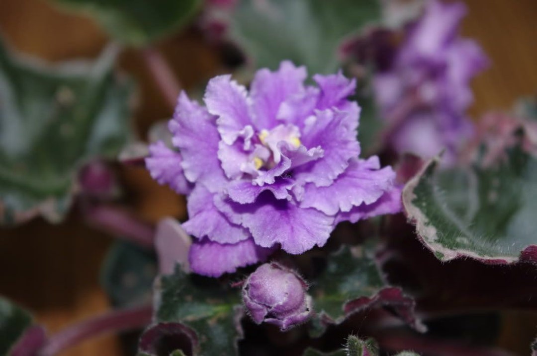 Wranglers Winter Hawk African Violet Starter Plant (ALL PLANTS Require ...