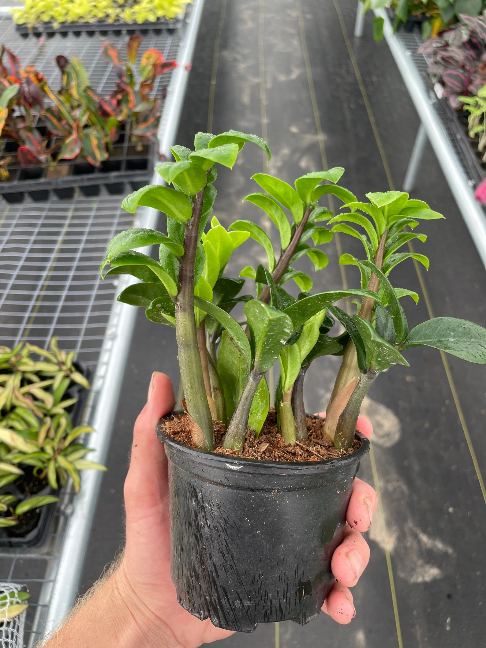 Zz Zenzi Plant zamioculcas Zamiifolia 4 Pot ALL PLANTS - Etsy