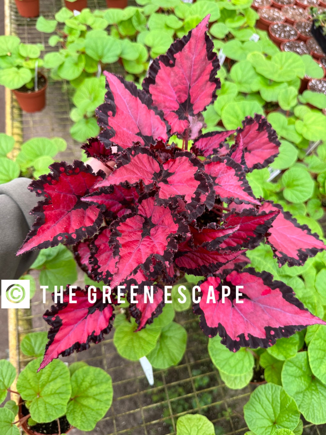 Velvet Red Begonia 6pot ALL PLANTS Require You to Purchase 2 Plants - Etsy
