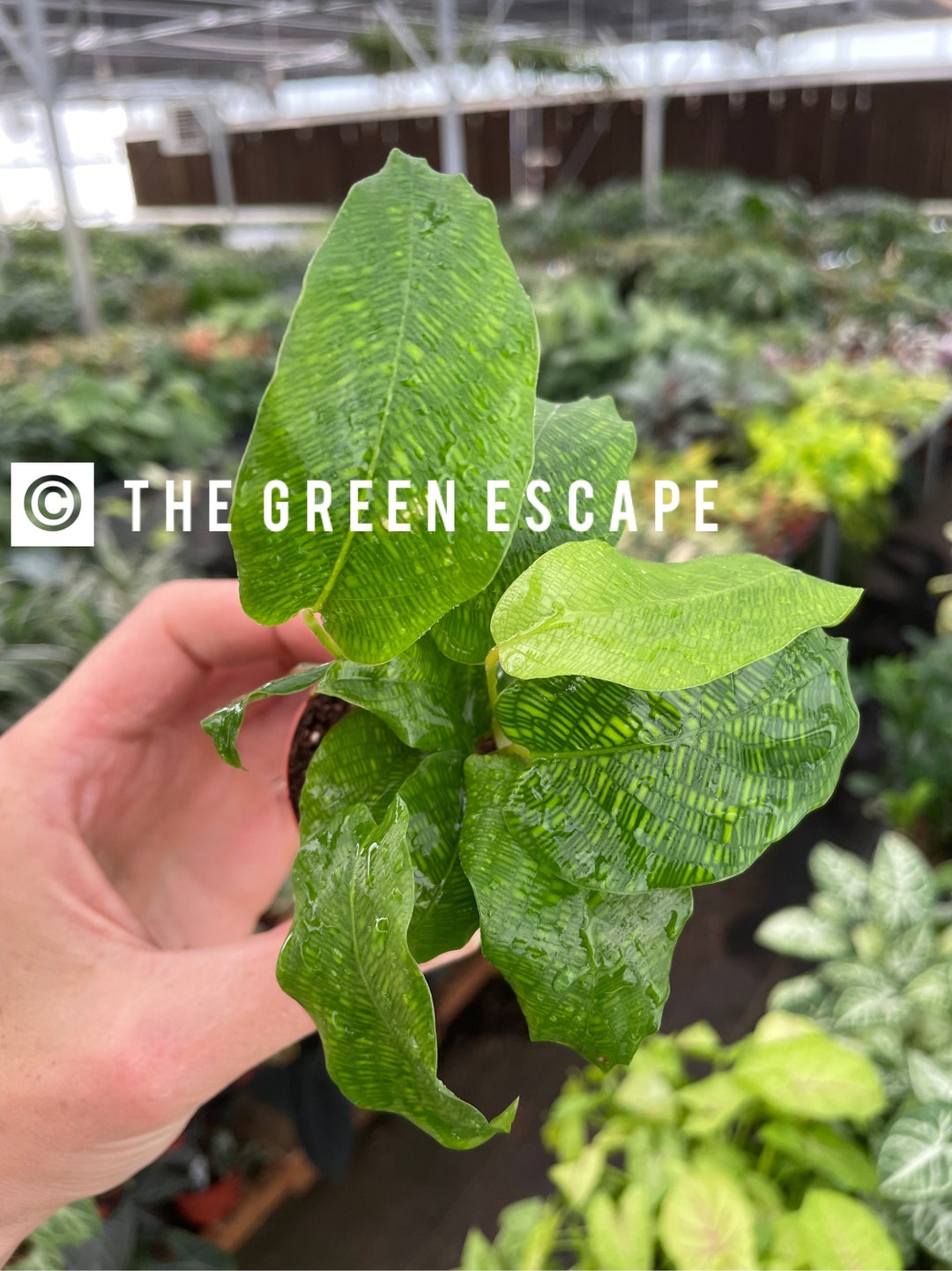Calathea Musaica “network” 2” Pot (ALL PLANTS Require You to Purchase 2 ...