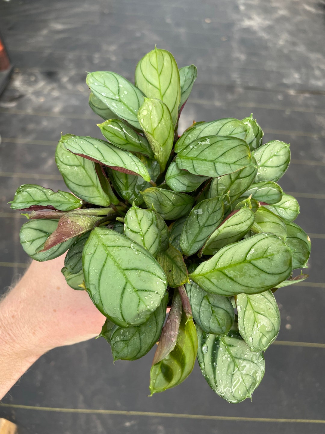 Calathea Burle Marx Amagris 4” Pot (ALL PLANTS Require You to Purchase ...