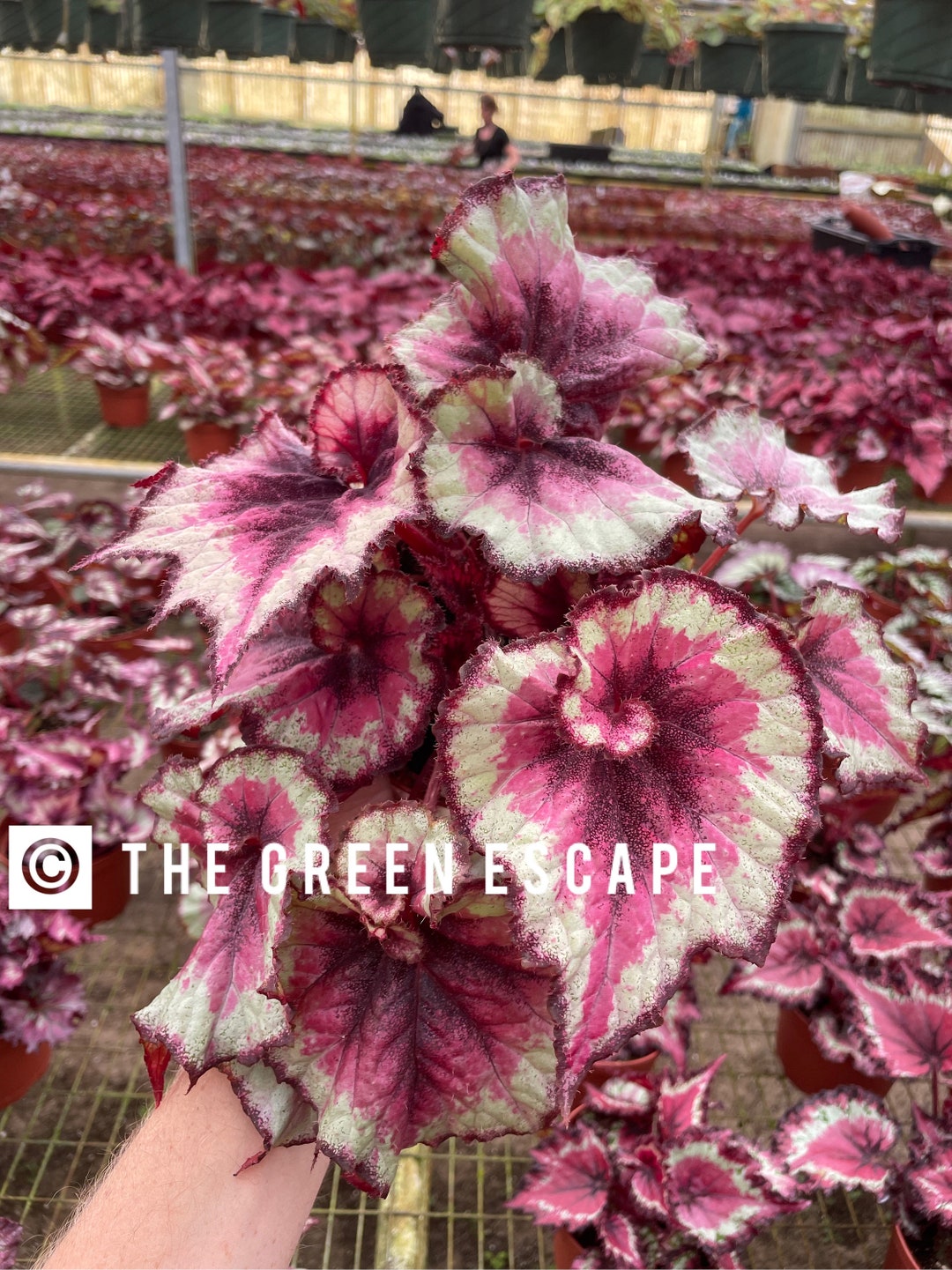 Harmonys Vertigo Begonia 6pot ALL PLANTS Require You to Purchase 2 ...