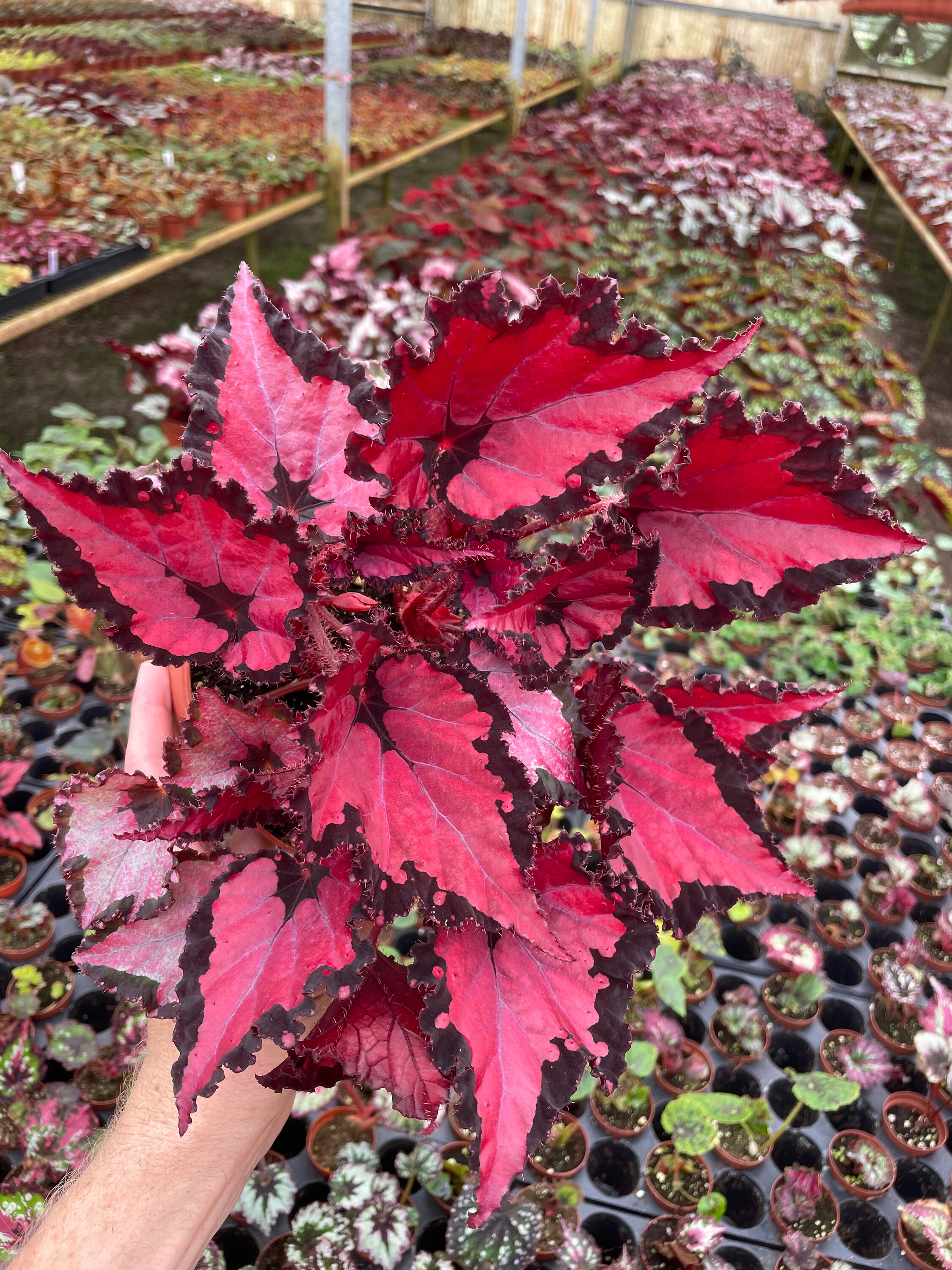 Harmonys Red Robin Begonia 6”pot (ALL PLANTS Require You to Purchase 2 ...