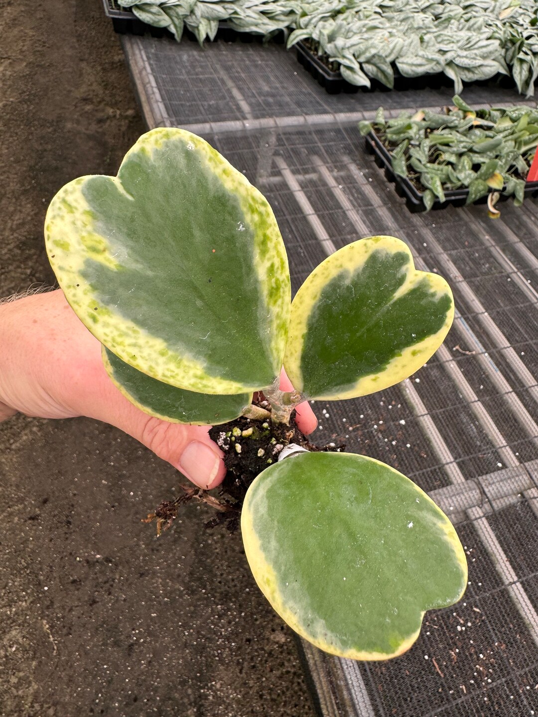 Hoya Kerrii Picta Spot Variegated Starter Plant ALL STARTER PLANTS ...