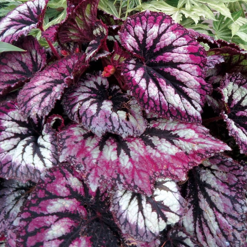 Begonia Fireworks Starter Plant (ALL STARTER PLANTS Require You to ...